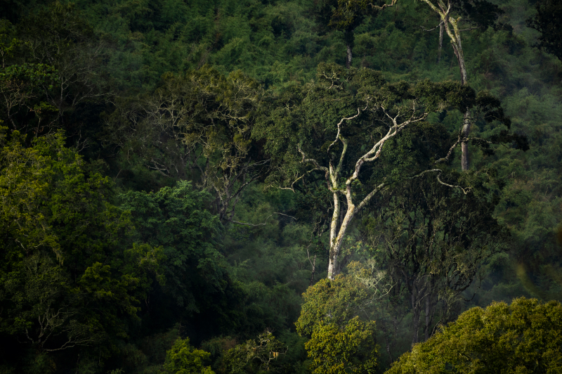 What are ARR projects? Afforestation, Reforestation & Revegetation