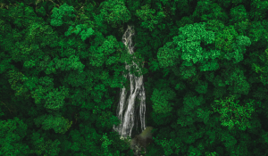 IFM Projects in the Voluntary Carbon Market: how does it work?